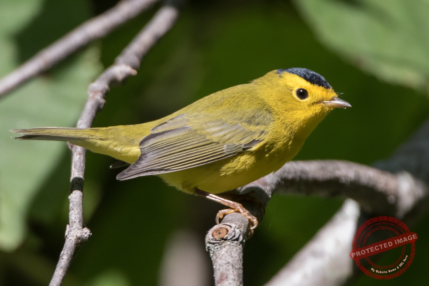 Wilson’s Warbler (male-fall) – Jeremy Meyer Photography