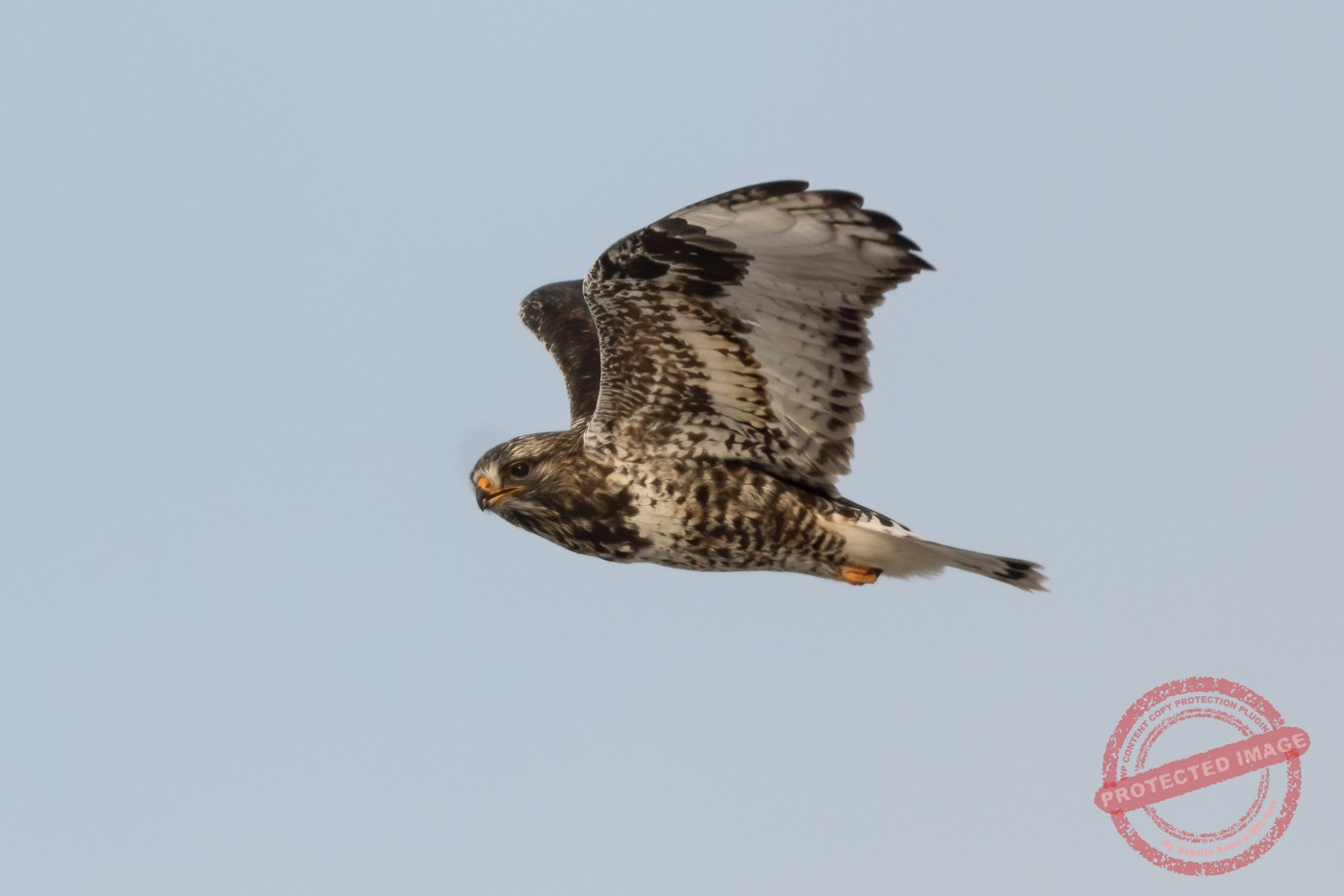 Rough-legged Hawk (adult male-light morph) – Jeremy Meyer Photography