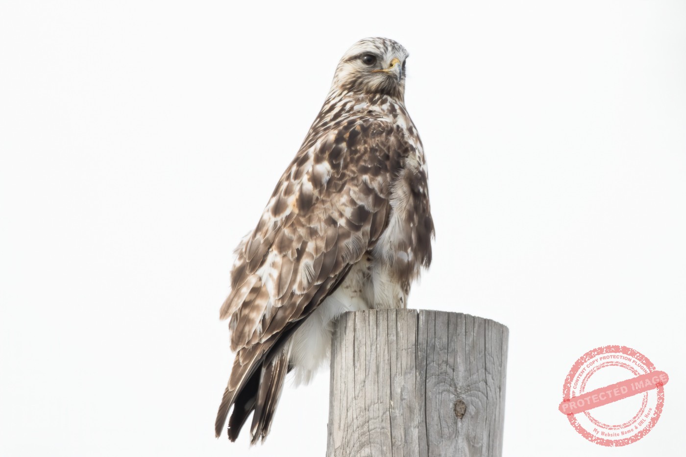 Rough Legged Hawk Adult Female Light Morph Jeremy Meyer Photography