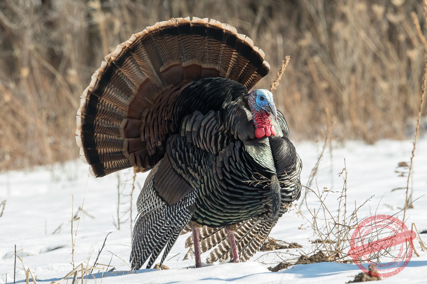 Wild Turkey – Jeremy Meyer Photography