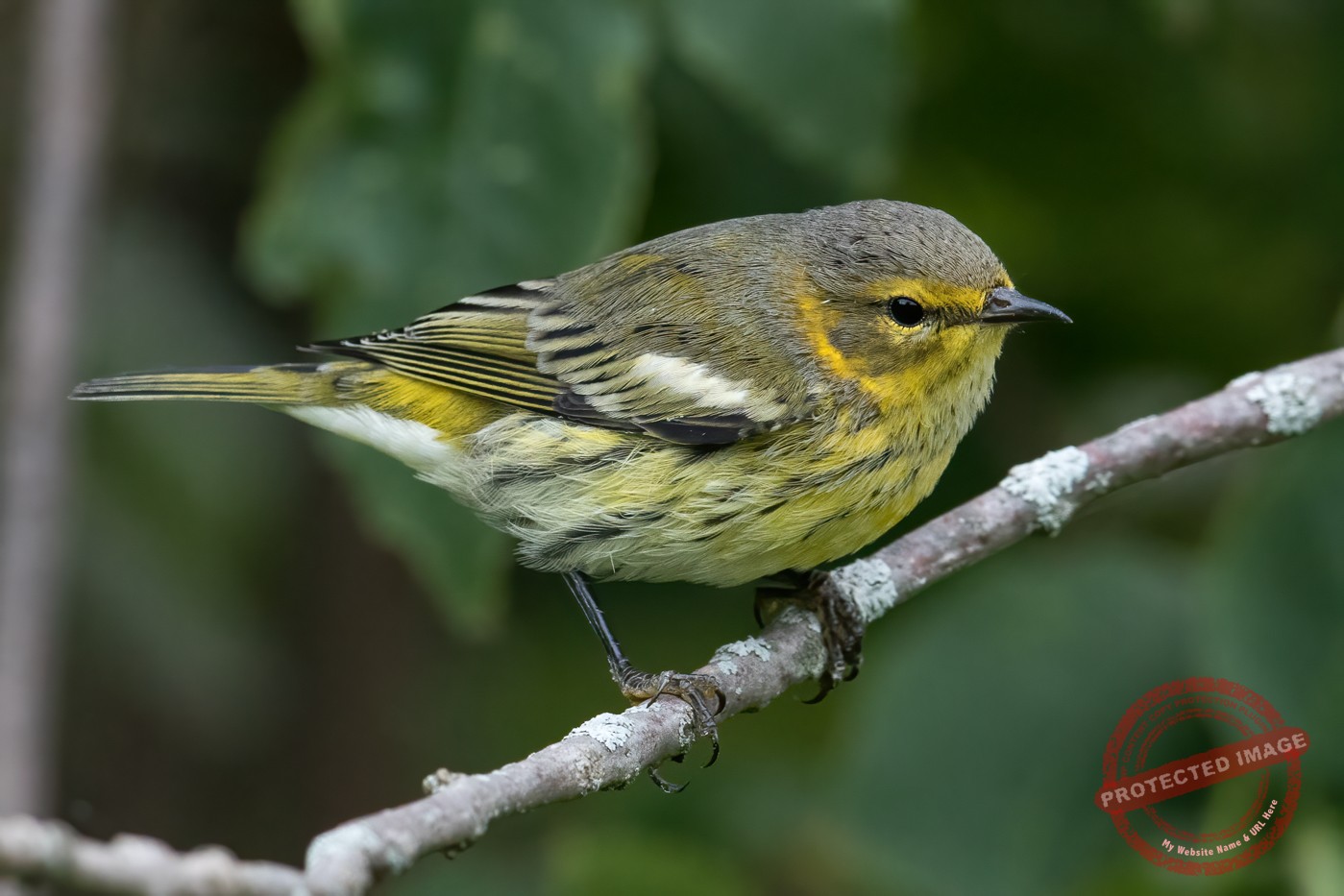 Cape May Warbler (female-fall) – Jeremy Meyer Photography