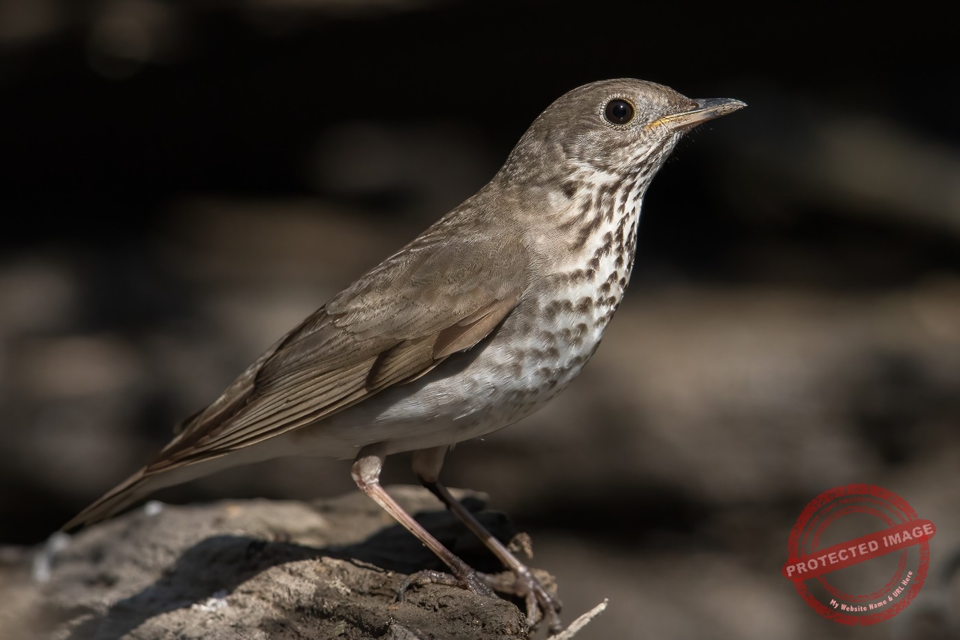 Gray-cheeked Thrush – Jeremy Meyer Photography