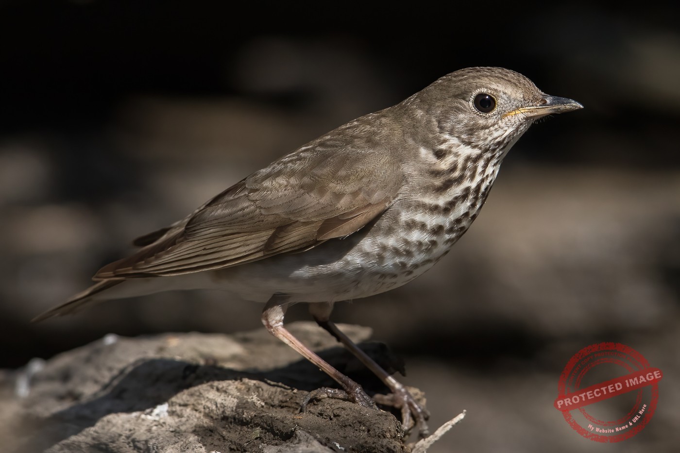 Gray-cheeked Thrush – Jeremy Meyer Photography