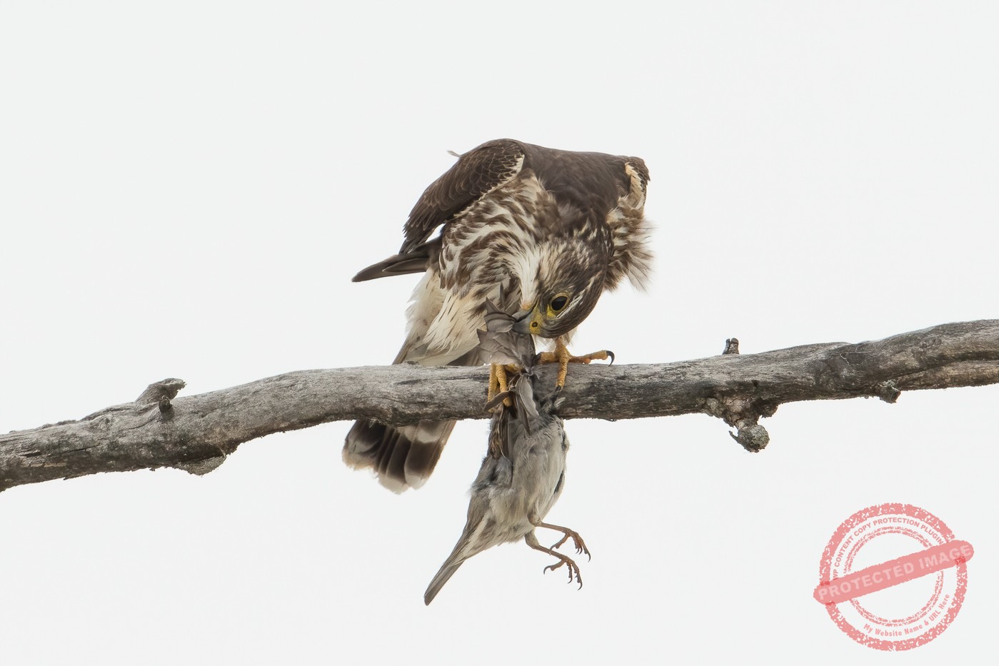Merlin (winter) – Jeremy Meyer Photography