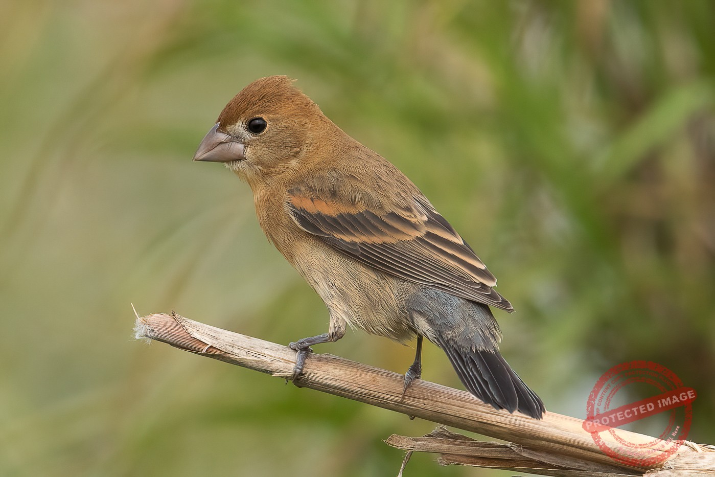 Blue Grosbeak (female-winter) – Jeremy Meyer Photography
