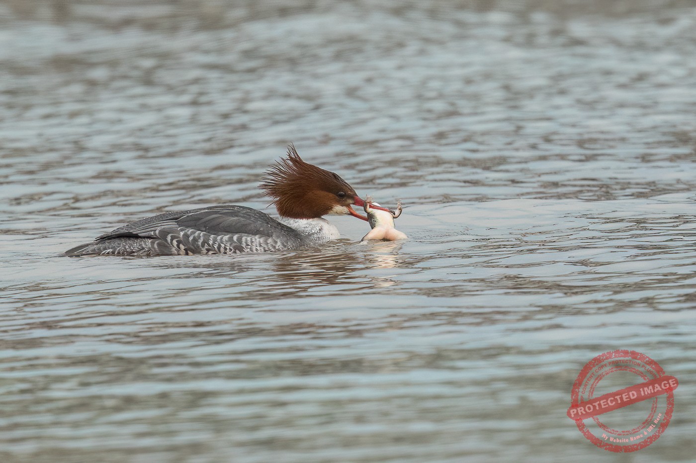 Common Merganser (female-winter) 2024-114 – Jeremy Meyer Photography