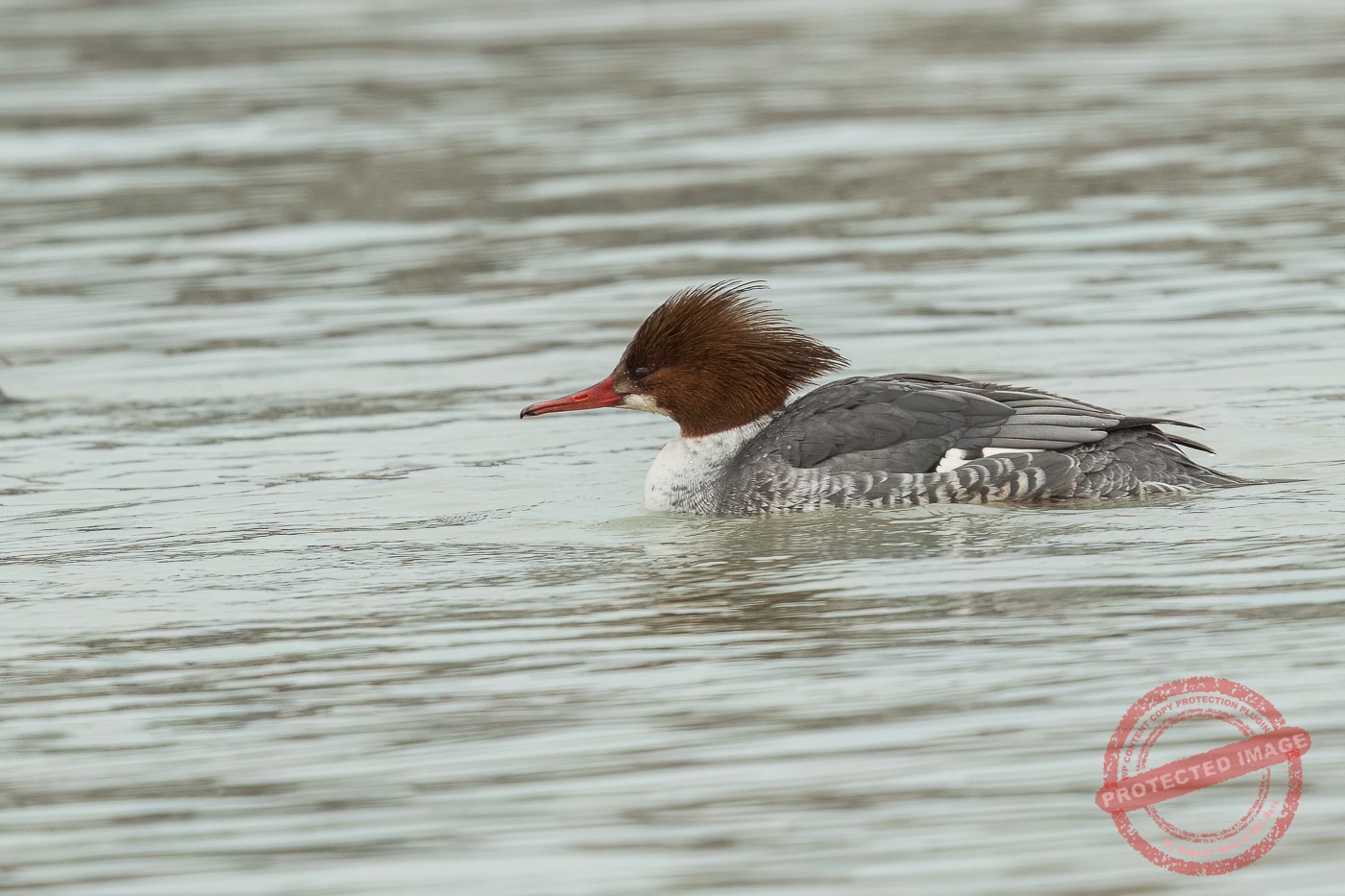 Common Merganser (female-winter) 2024-126 – Jeremy Meyer Photography