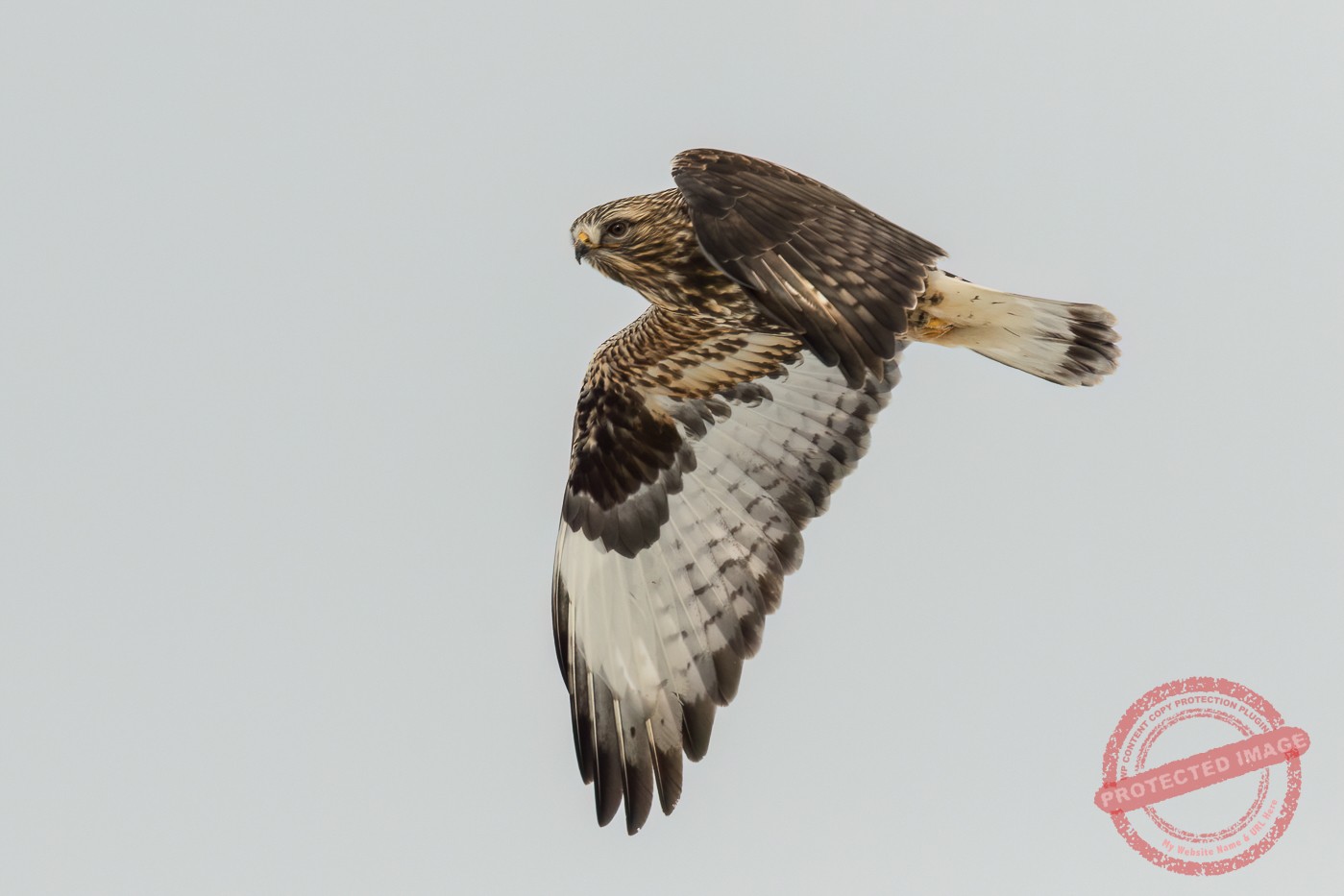 Rough-legged Hawk (light morph) (female-winter) 2024-106 – Jeremy Meyer ...