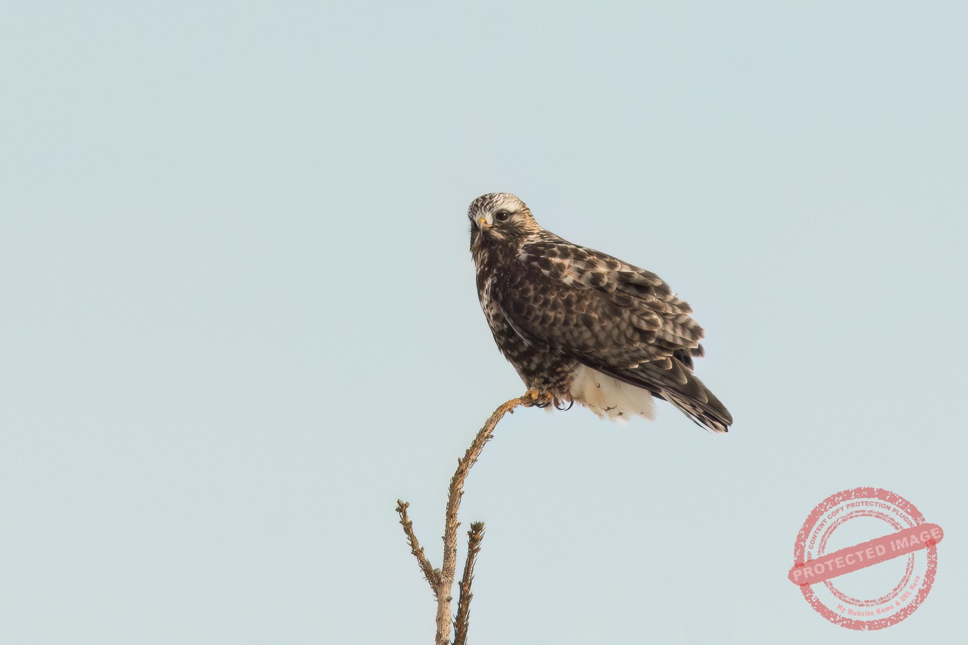 Rough-legged Hawk (light morph) (male-winter) 2024-100 – Jeremy Meyer ...