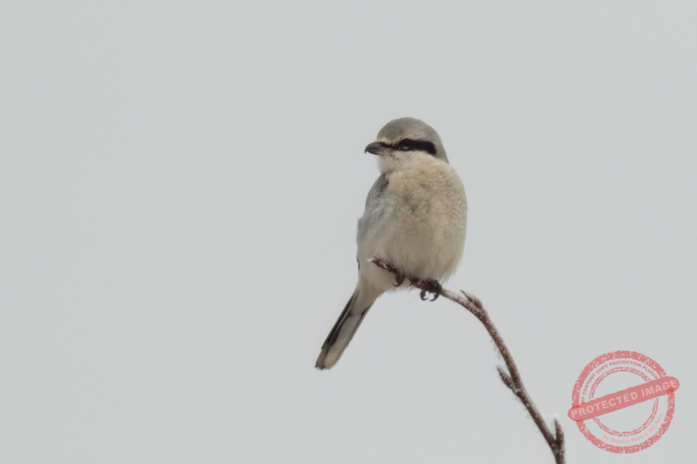 Northern Shrike (adult-winter) 2024-100 – Jeremy Meyer Photography