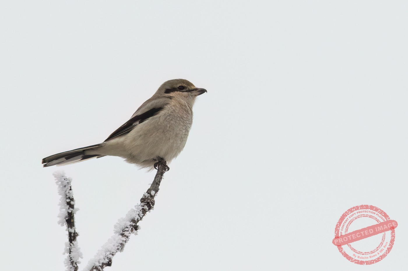 Northern Shrike (adult-winter) 2024-101 – Jeremy Meyer Photography