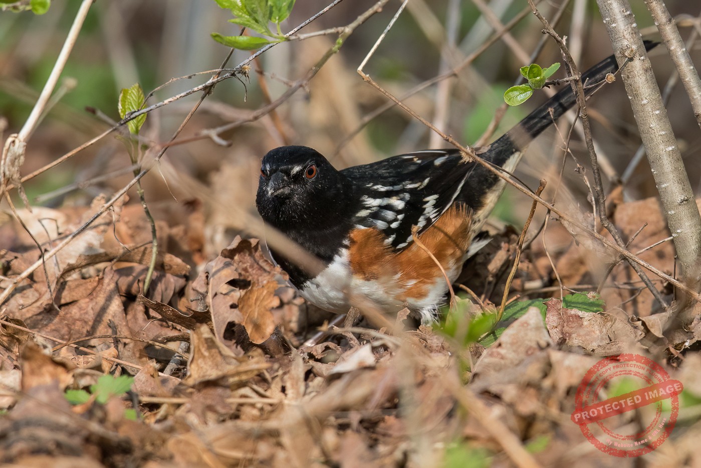 Spotted Towhee (male-spring) 2024-104 – Jeremy Meyer Photography